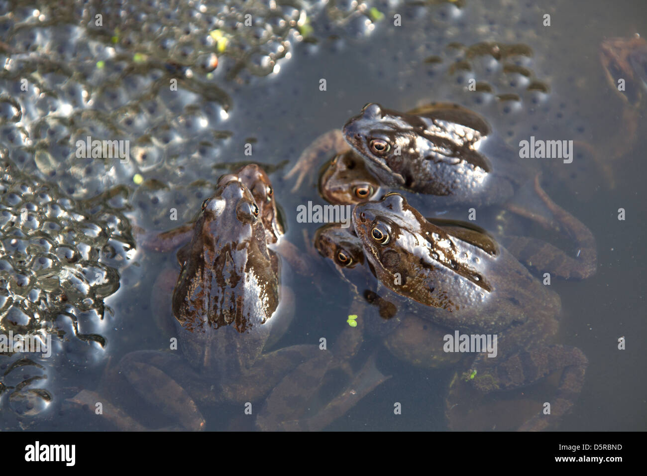 Group Of Frogs