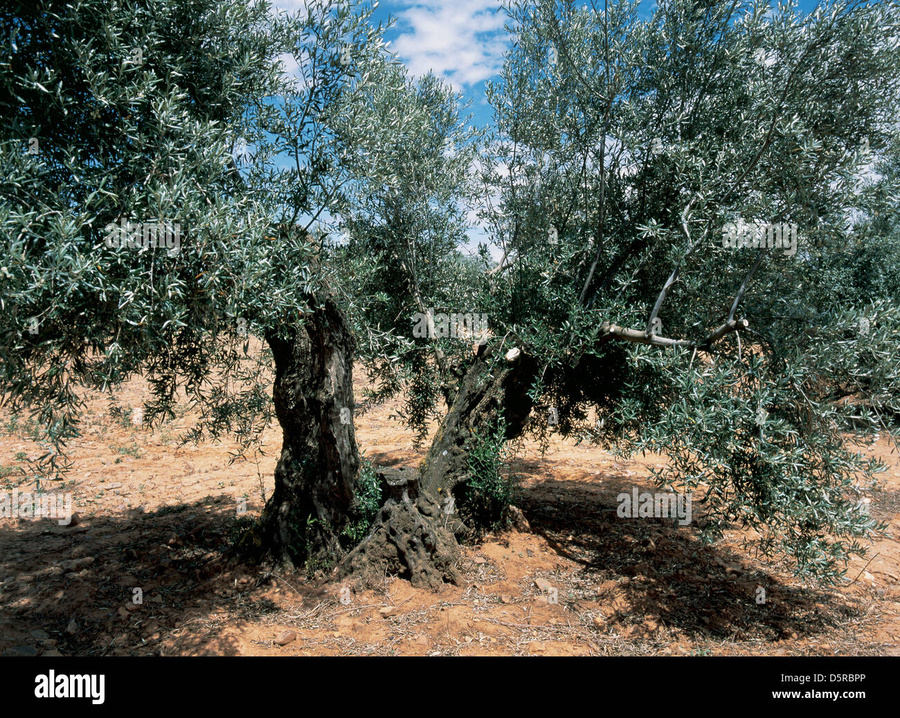 Olive olea europaea plantae hi-res stock photography and images - Alamy
