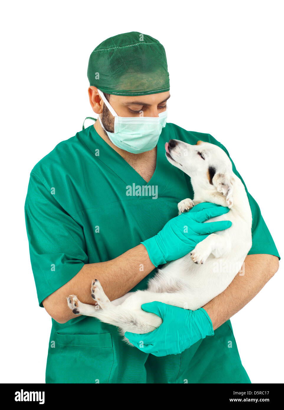 Vet examining a jack russell terrier Stock Photo - Alamy