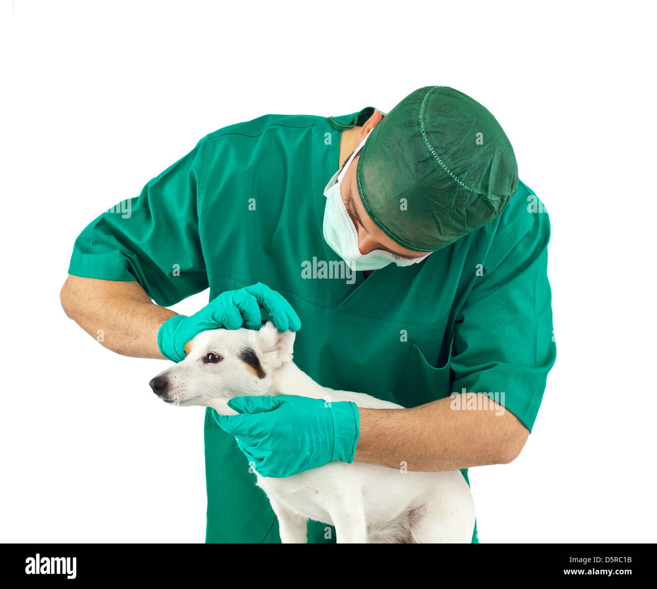 Vet examining a jack russell terrier Stock Photo - Alamy