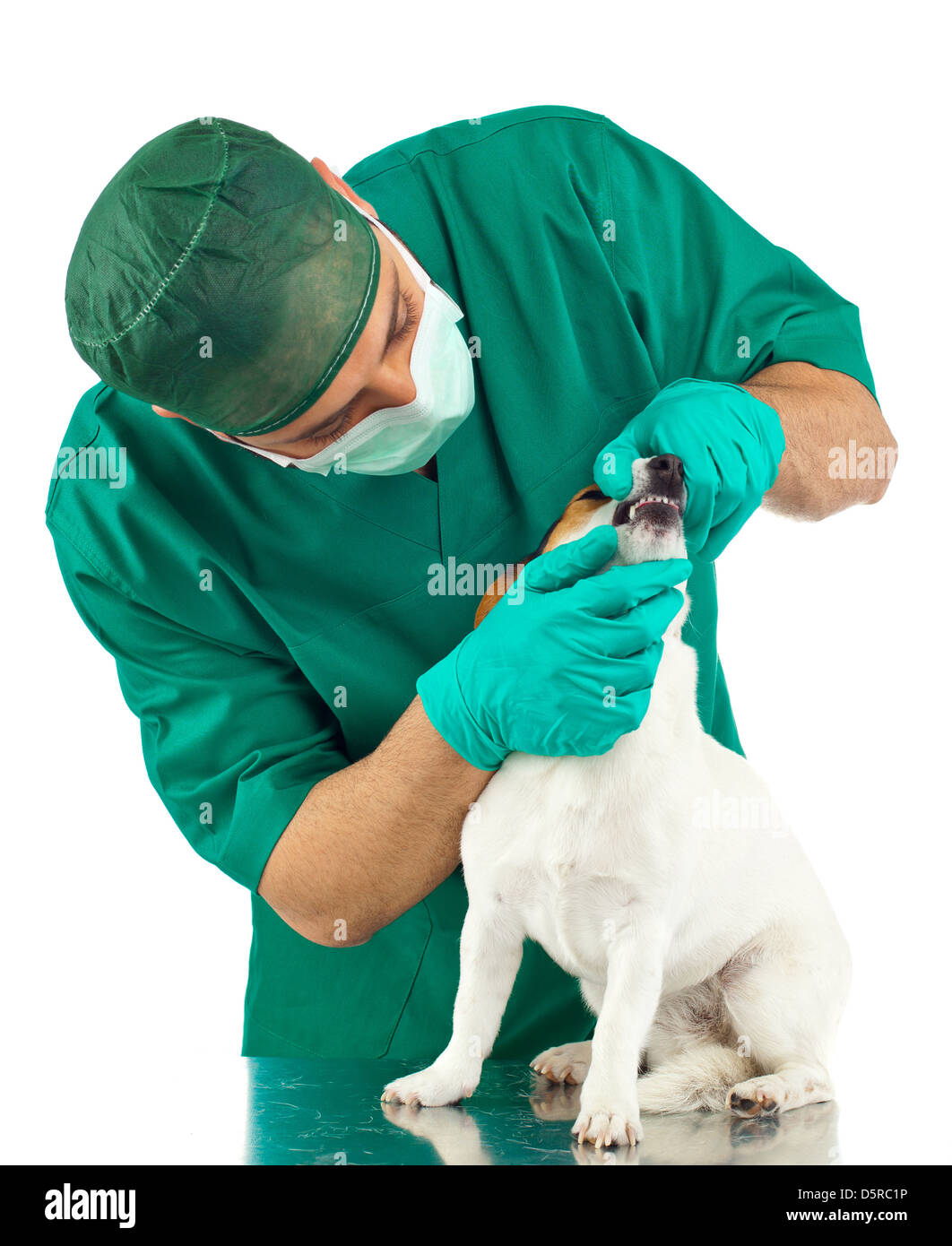 Vet examining a jack russell terrier Stock Photo - Alamy