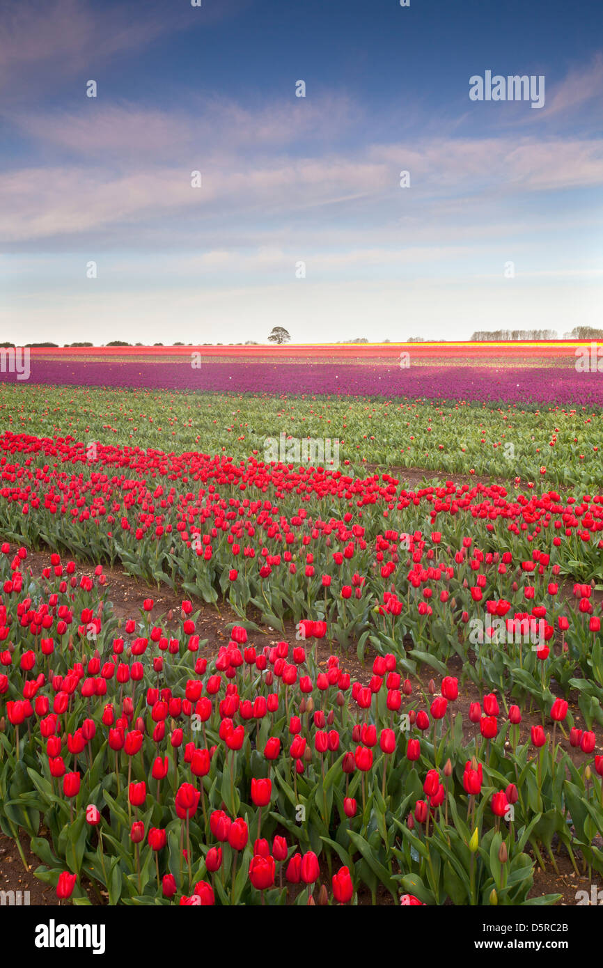 Tulip fields swaffham norfolk hi-res stock photography and images - Alamy
