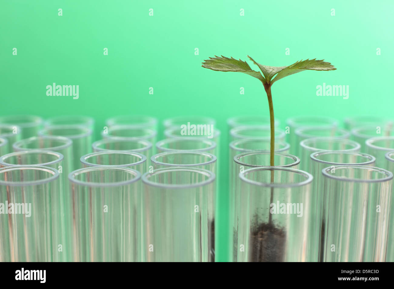 A seedling grows in a test tube with a green background Stock Photo - Alamy
