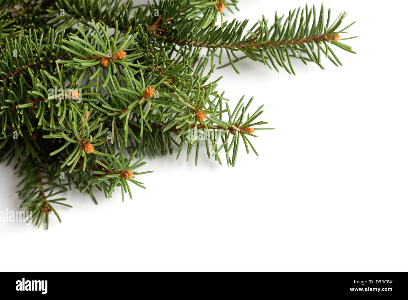 Isolated tree braches hi-res stock photography and images - Alamy