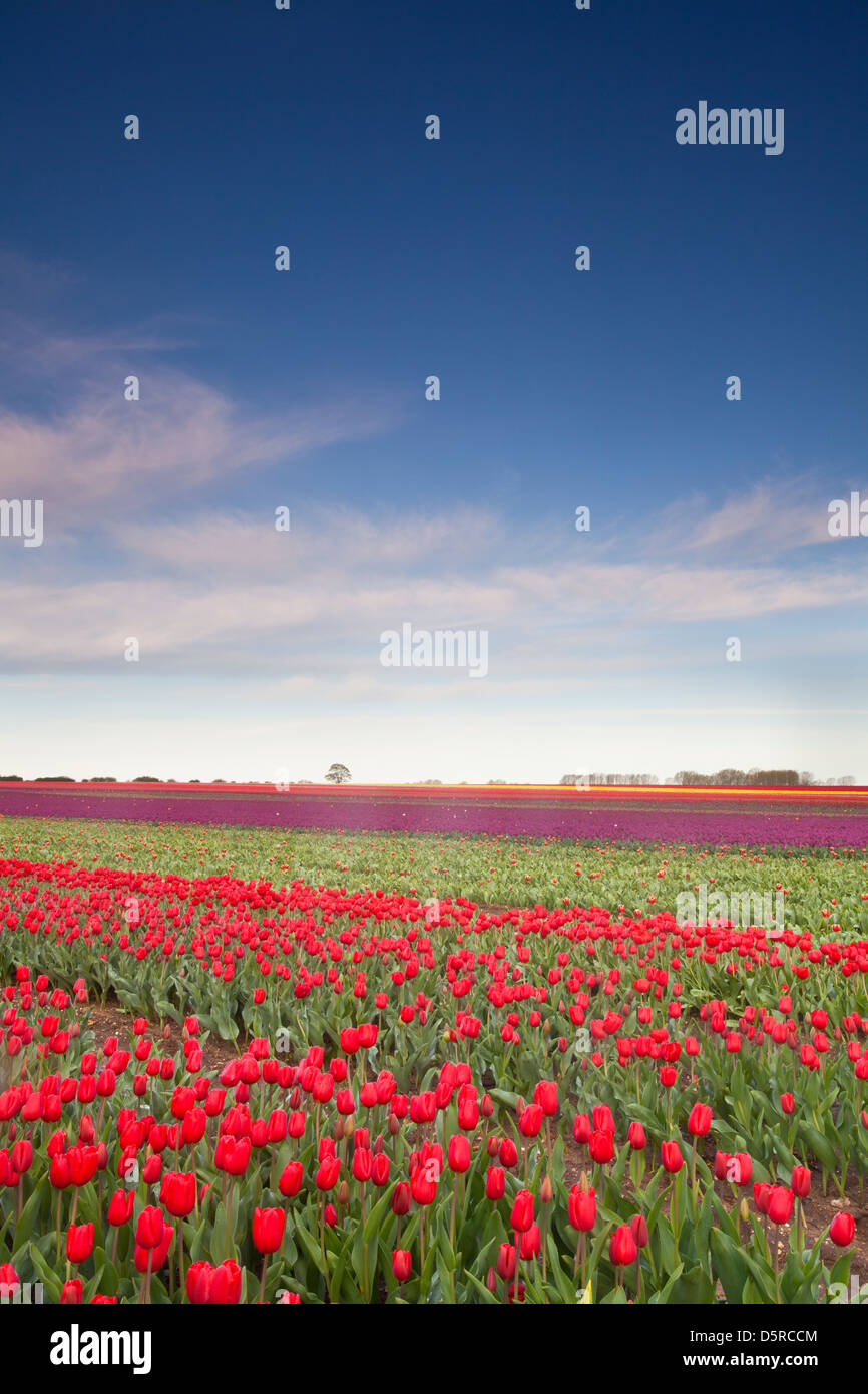 Norfolk tulip field hi-res stock photography and images - Alamy