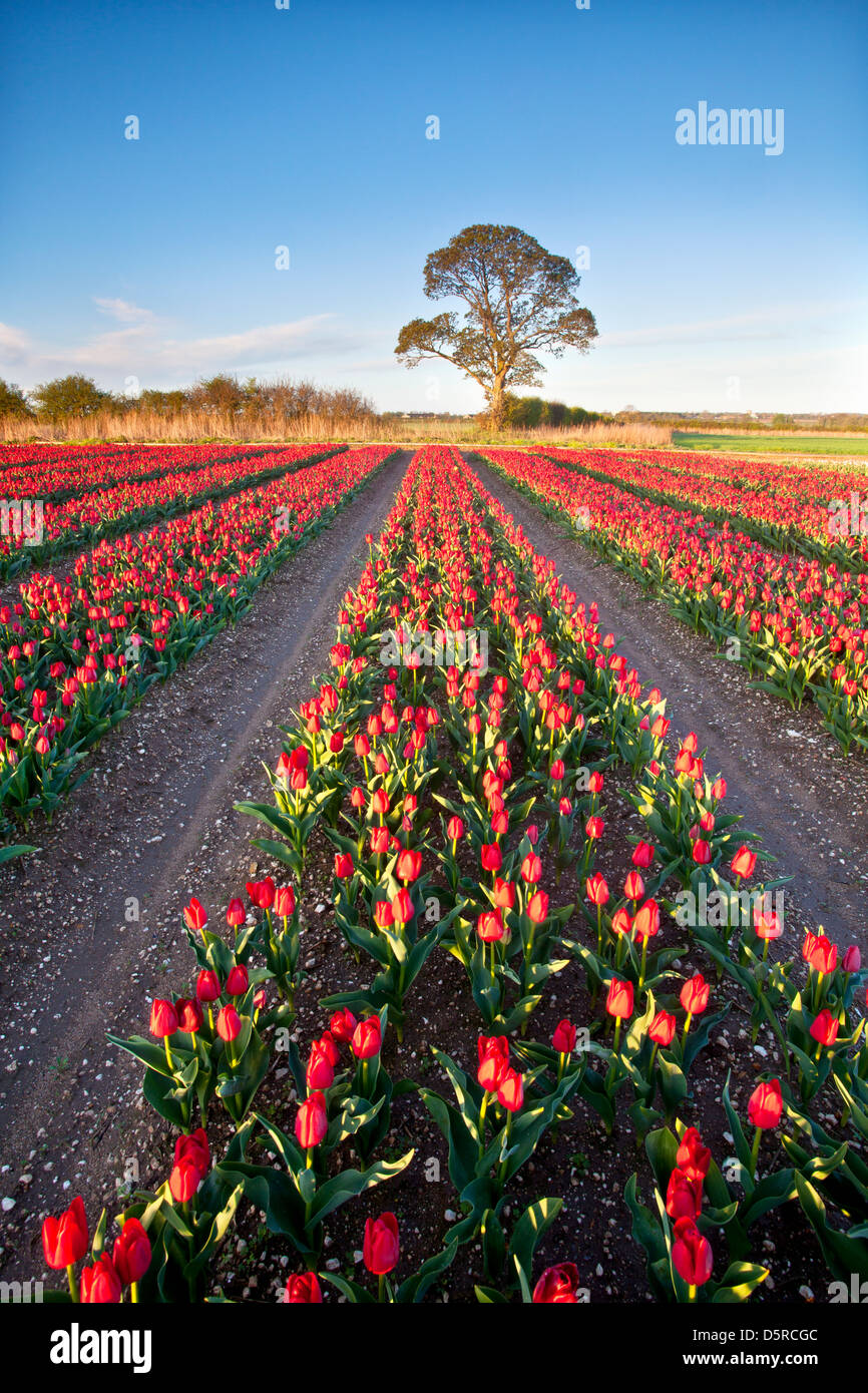 Tulip field in the Norfolk Countryside, UK Stock Photo - Alamy