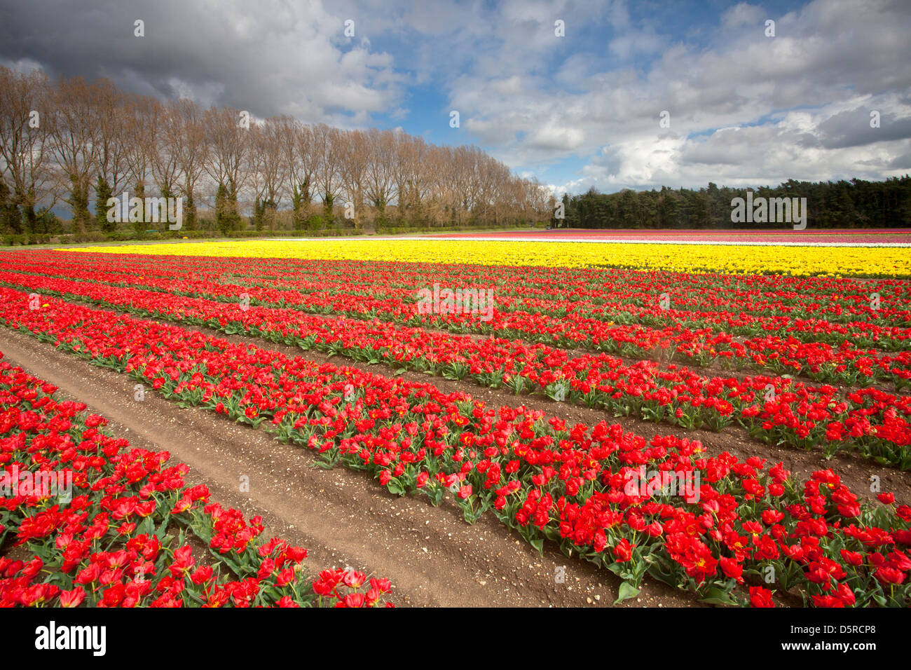 Norfolk tulip field hi-res stock photography and images - Alamy