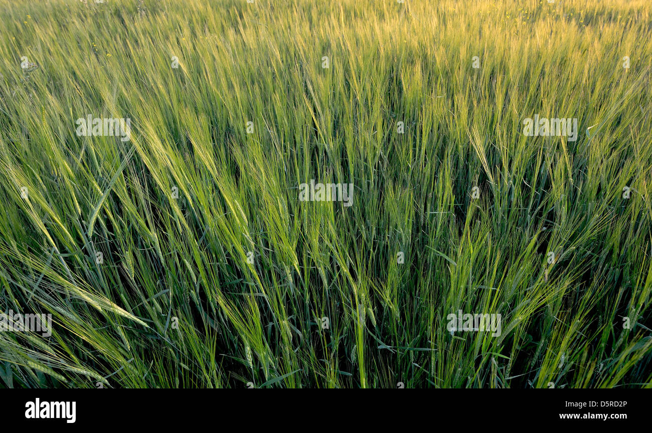 Green wheat field Stock Photo - Alamy