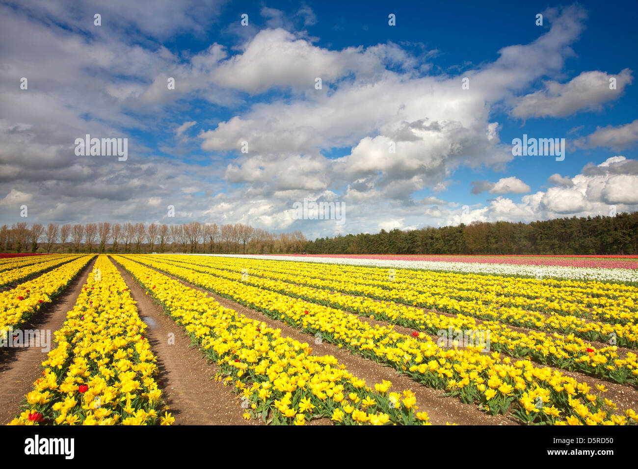 Tulip fields swaffham norfolk hi-res stock photography and images - Alamy