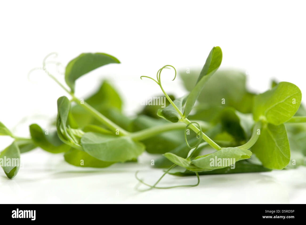 Branches of green pea on white background Stock Photo - Alamy