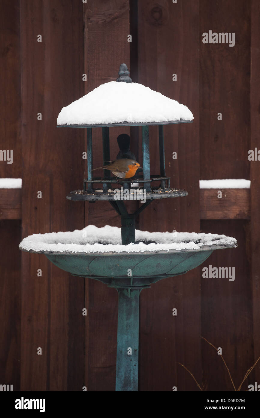 Winter visitor. Red Robin. Scotland UK Stock Photo - Alamy