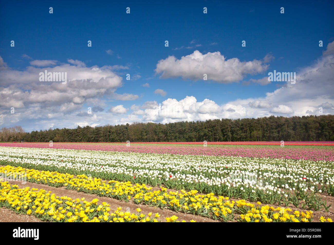 Tulip bulb production hi-res stock photography and images - Alamy