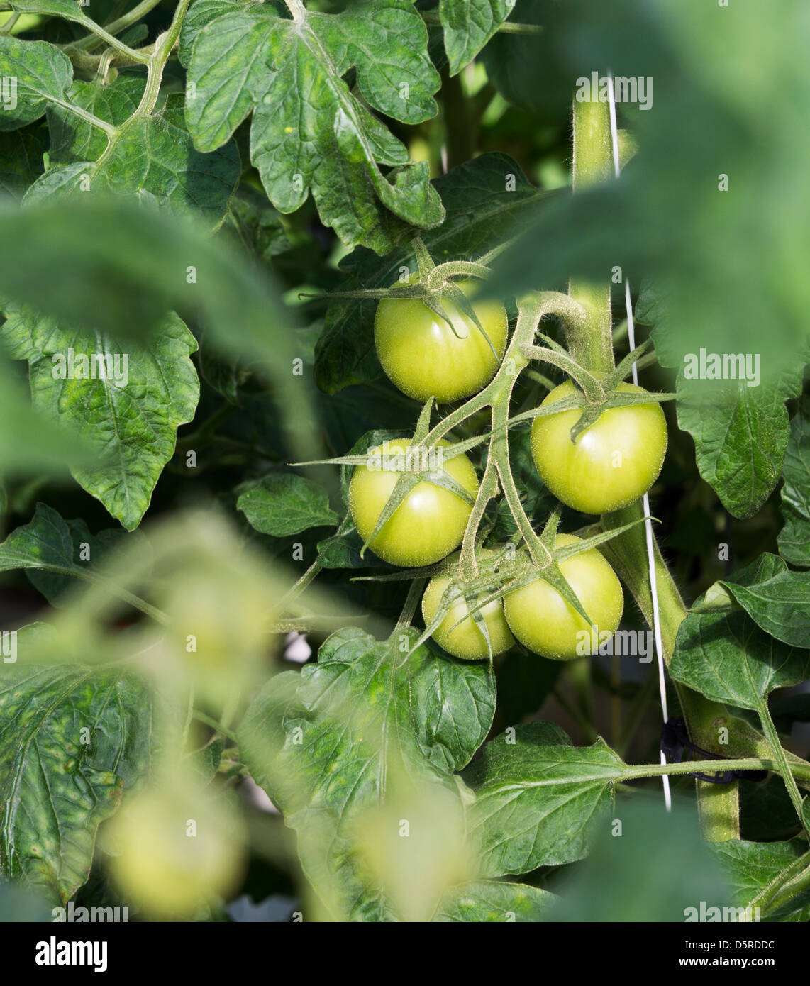 Tomato farming greenhouse hi-res stock photography and images - Alamy