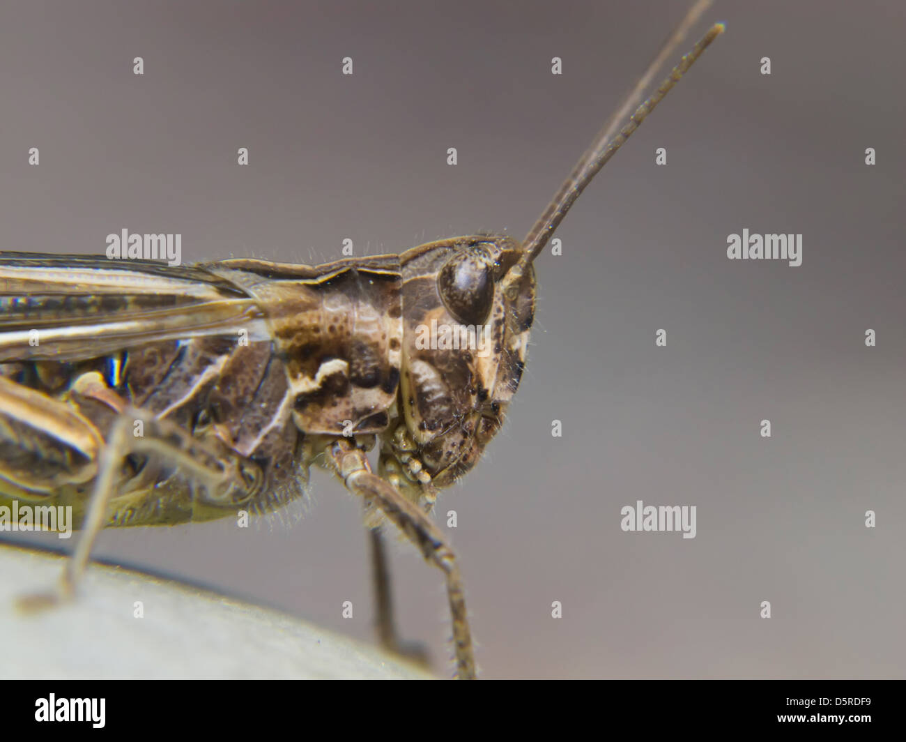 A foreground brown grasshopper Stock Photo - Alamy