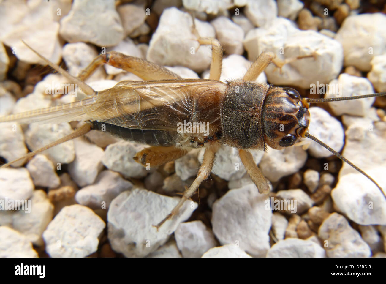 a brown cricket in the foreground Stock Photo - Alamy