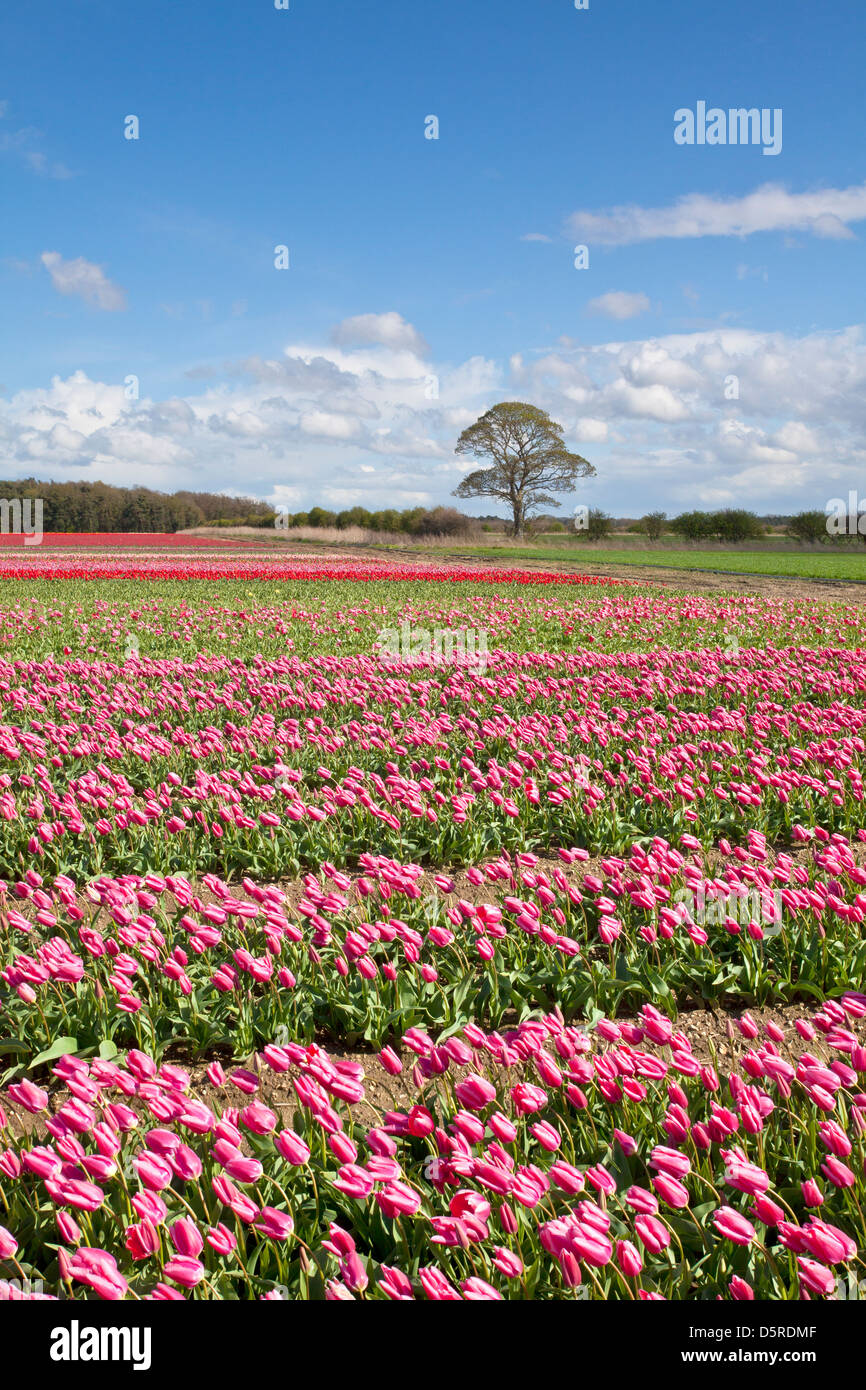 Norfolk tulip field hi-res stock photography and images - Alamy