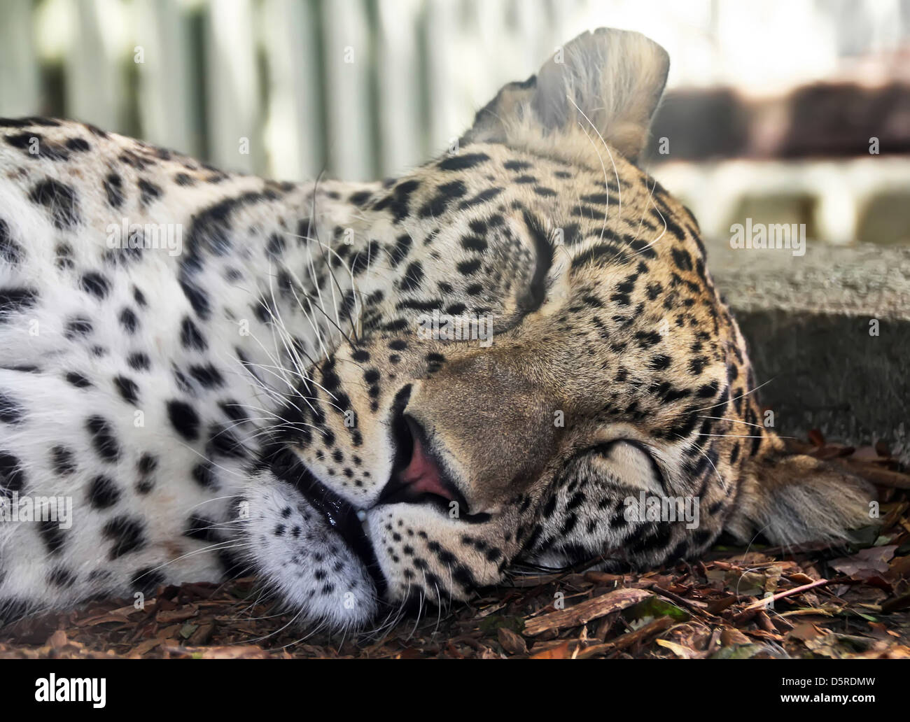 sleeping after eating leopard Stock Photo - Alamy