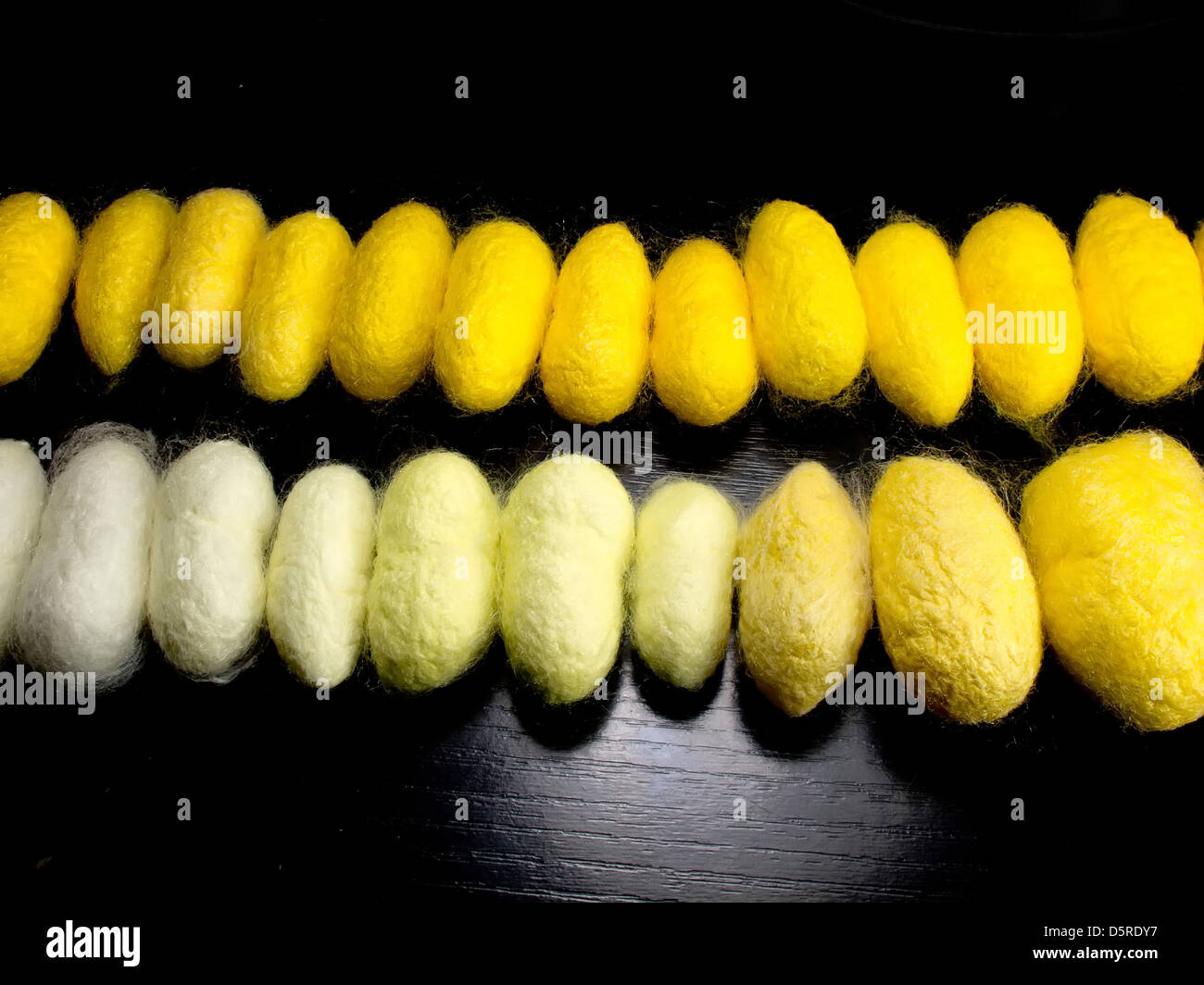 freshly cocoons row order by color Stock Photo - Alamy