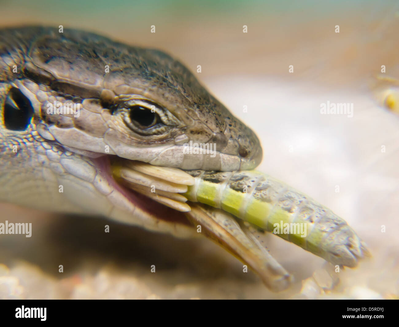 A lizard a cricket breakfast Stock Photo - Alamy