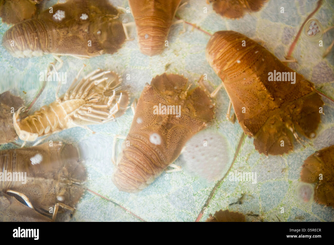 Brown crayfish in clear water Stock Photo - Alamy