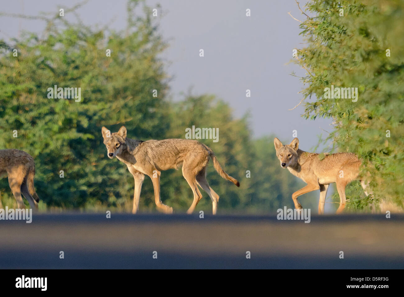 Indian wolves (Canis lupus pallipes) crossing road at velavadar ...