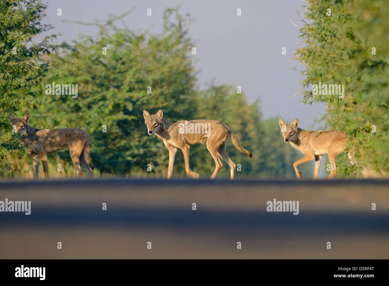 Indian wolves (Canis lupus pallipes) crossing road at velavadar ...