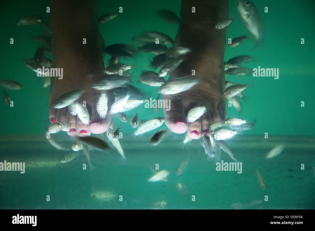 Aquarium fish disease hi-res stock photography and images - Alamy