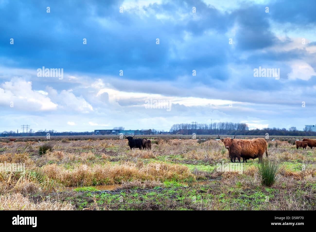 Scottish Highlands cattle on pasture in Netherlands Stock Photo - Alamy