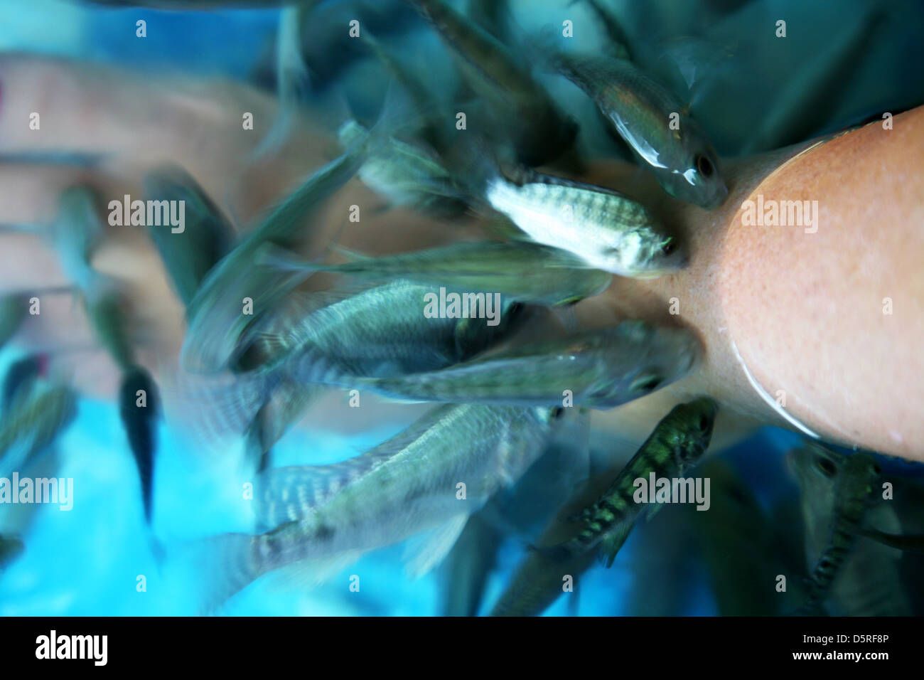 Psoriasis fish High Resolution Stock Photography and Images - Alamy