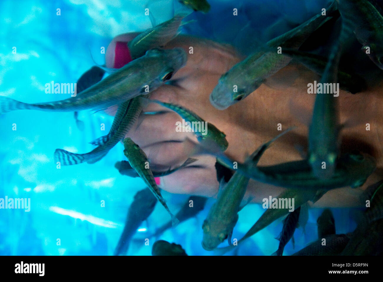 Disease fish aquarium hi-res stock photography and images - Alamy