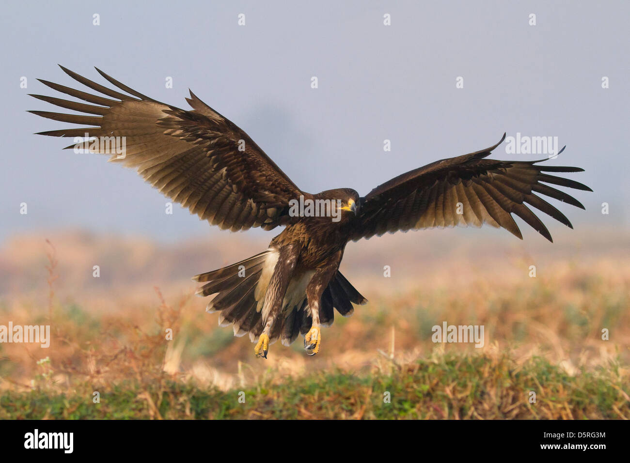Greater Spotted Eagle (Aquila clanga) Landing Stock Photo - Alamy