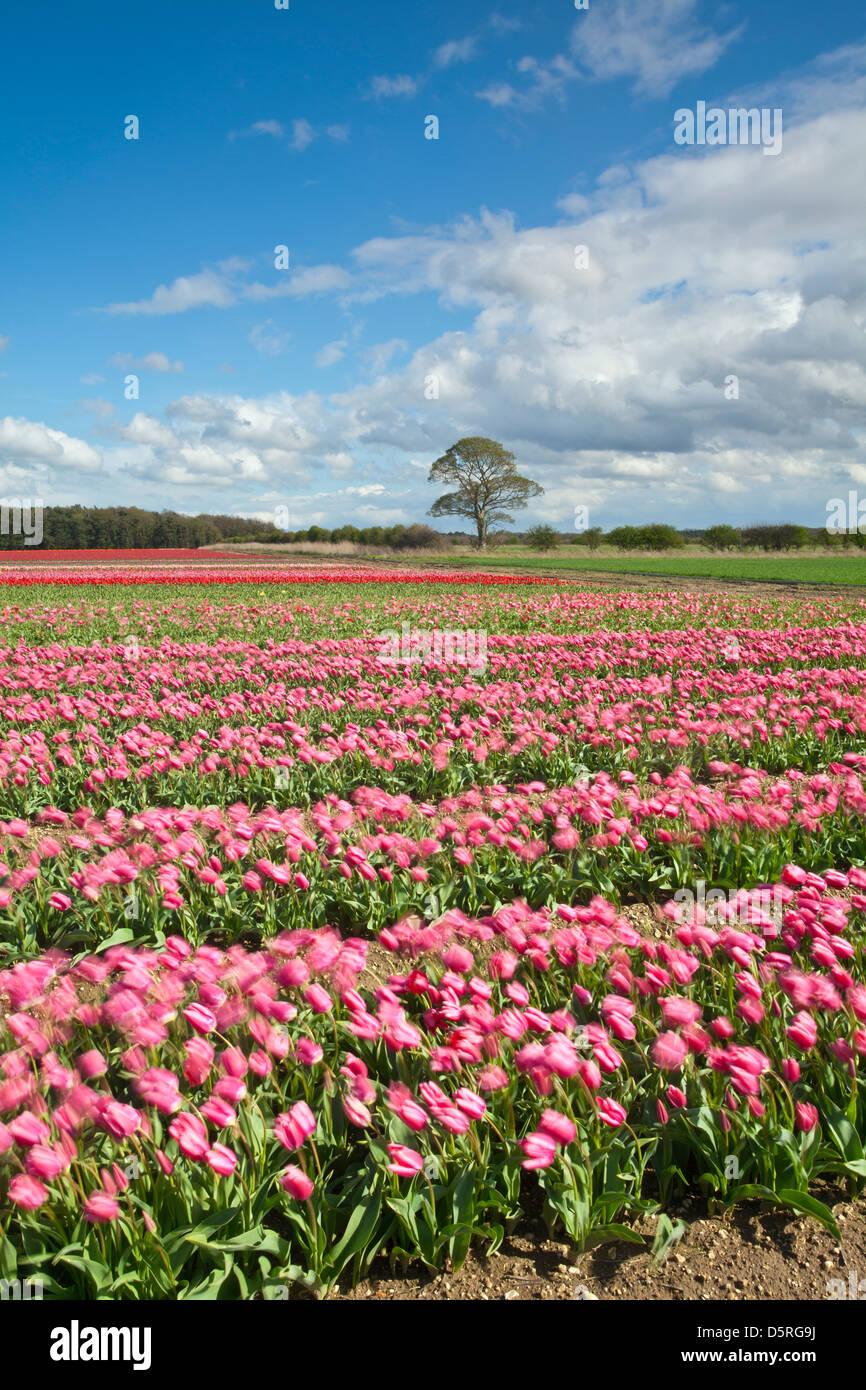 Tulip fields swaffham norfolk hi-res stock photography and images - Alamy