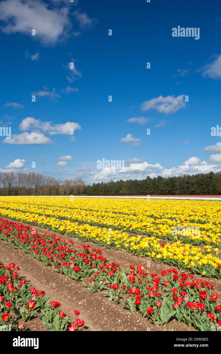 Tulip field in the Norfolk Countryside, UK Stock Photo - Alamy