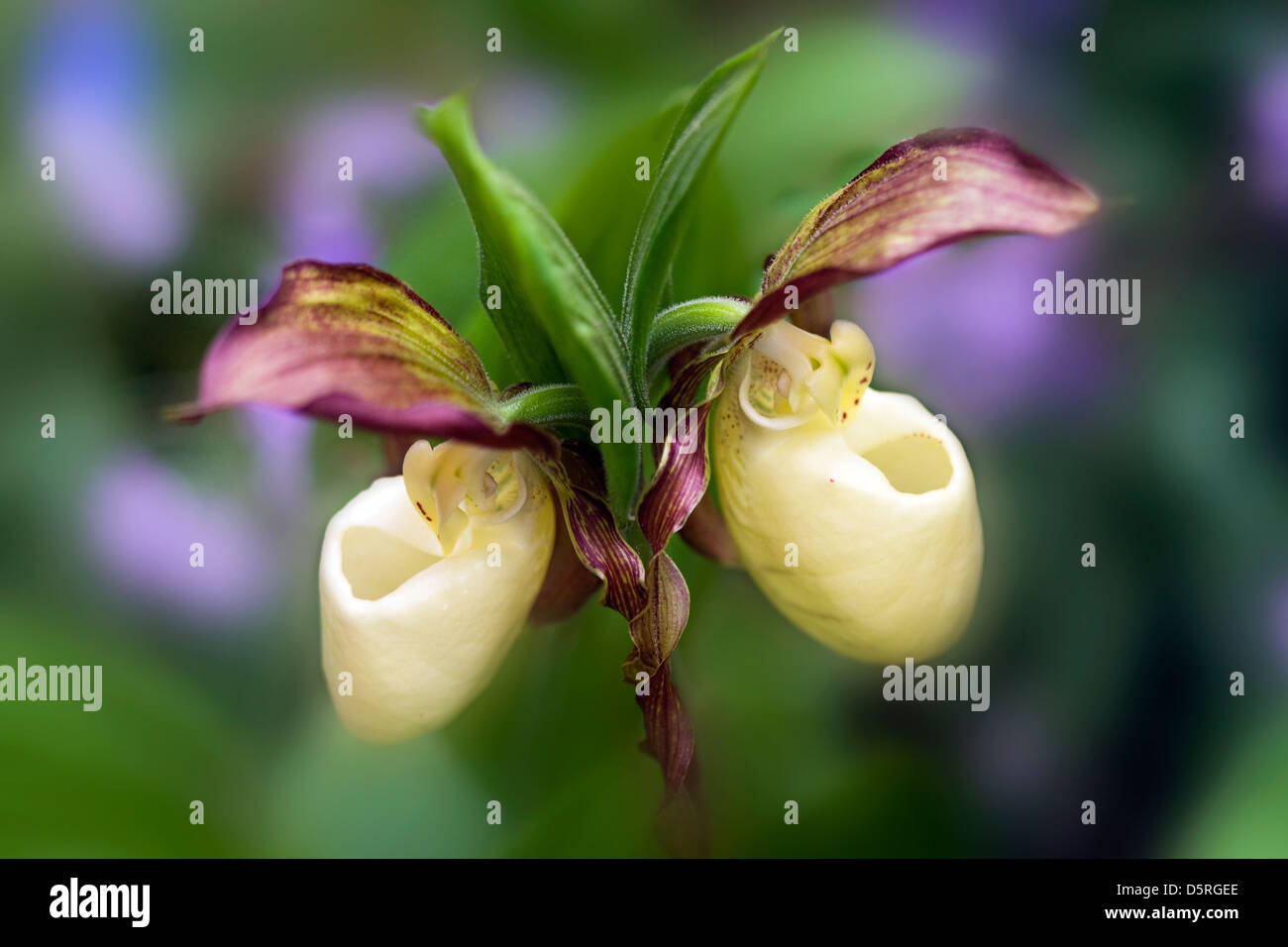 Lady slipper orchid hi-res stock photography and images - Alamy
