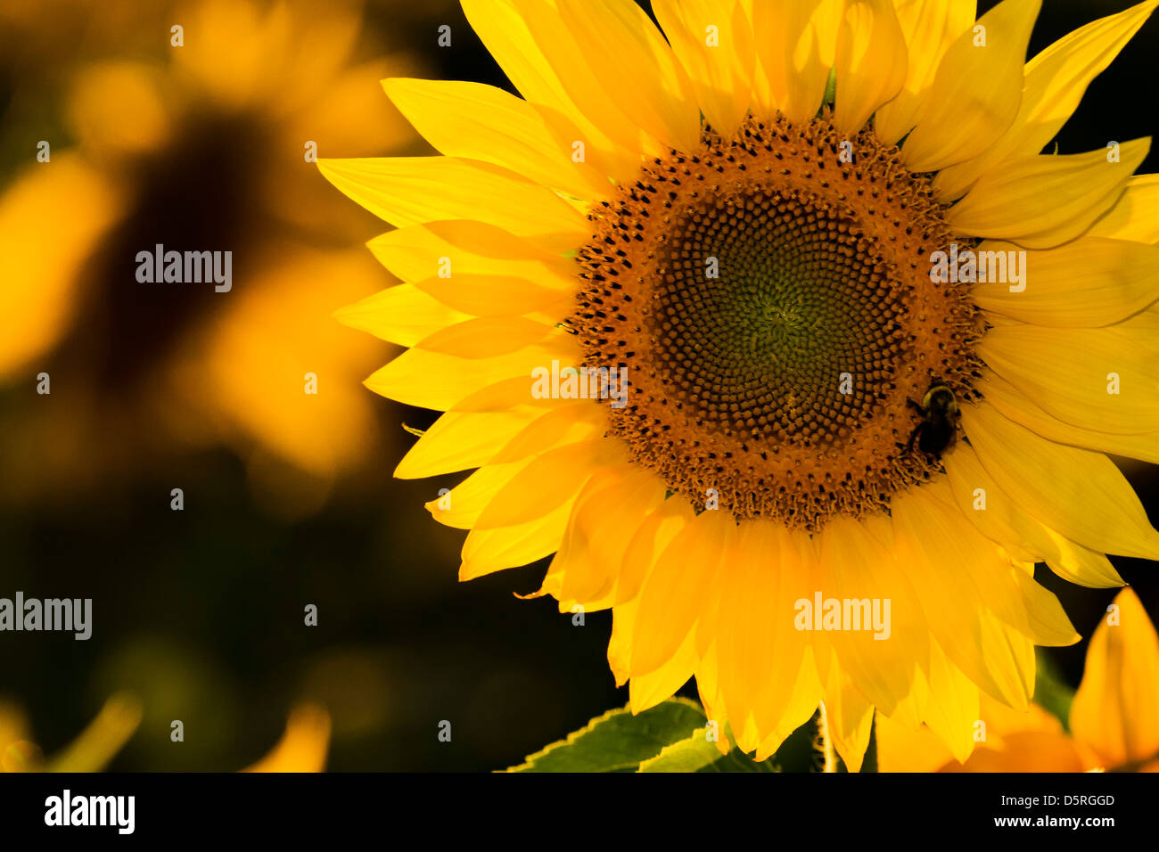 sunflower in soft light, close up Stock Photo - Alamy