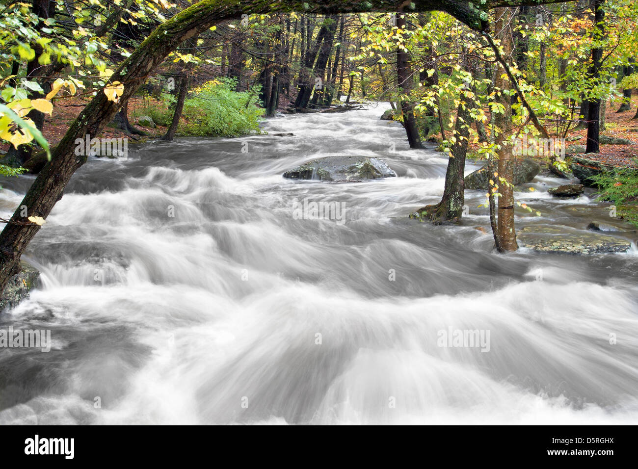 river flowing in the forest after rain Stock Photo - Alamy