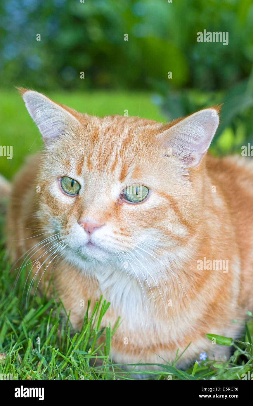Portrait of Male Ginger Cat in Garden Stock Photo - Alamy