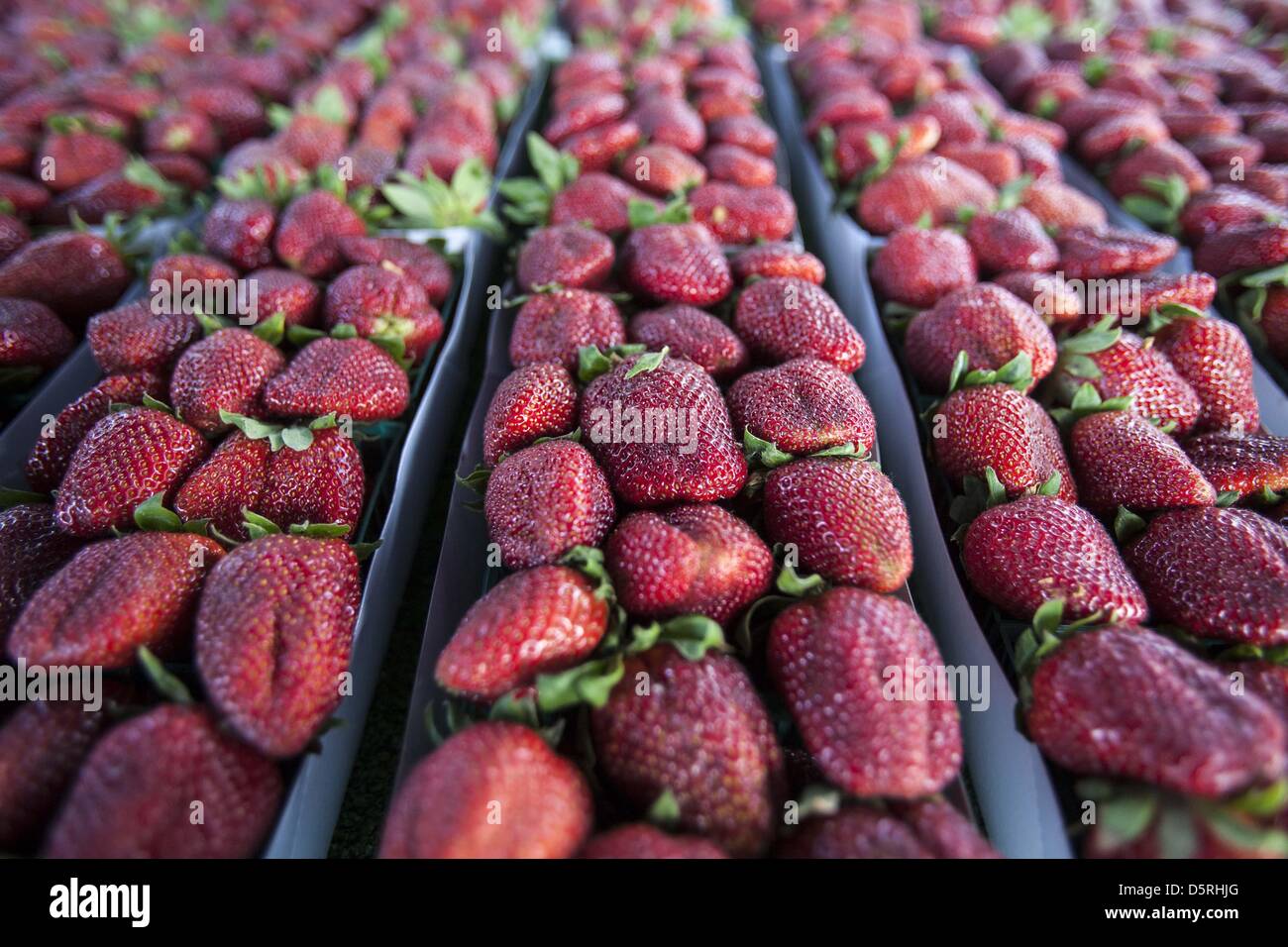 Los of strawberries hi-res stock photography and images - Alamy
