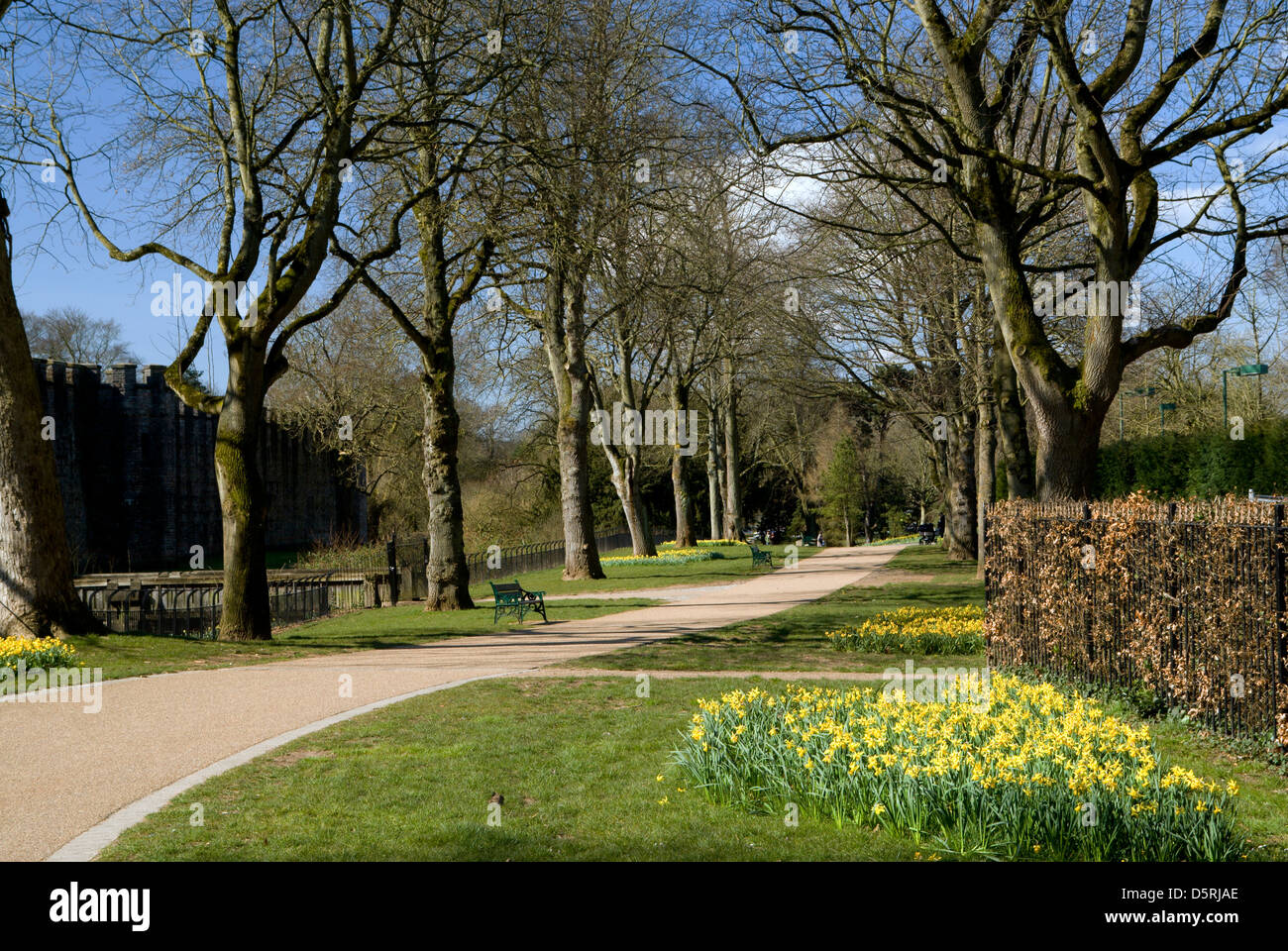bute park and daffodils cardiff wales Stock Photo - Alamy