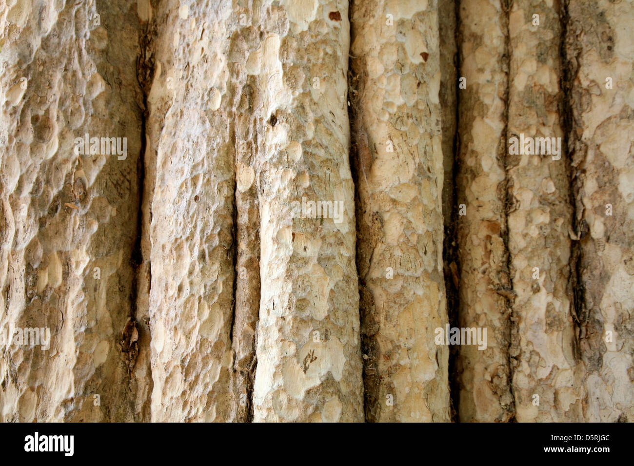 Agarwood hi-res stock photography and images - Alamy