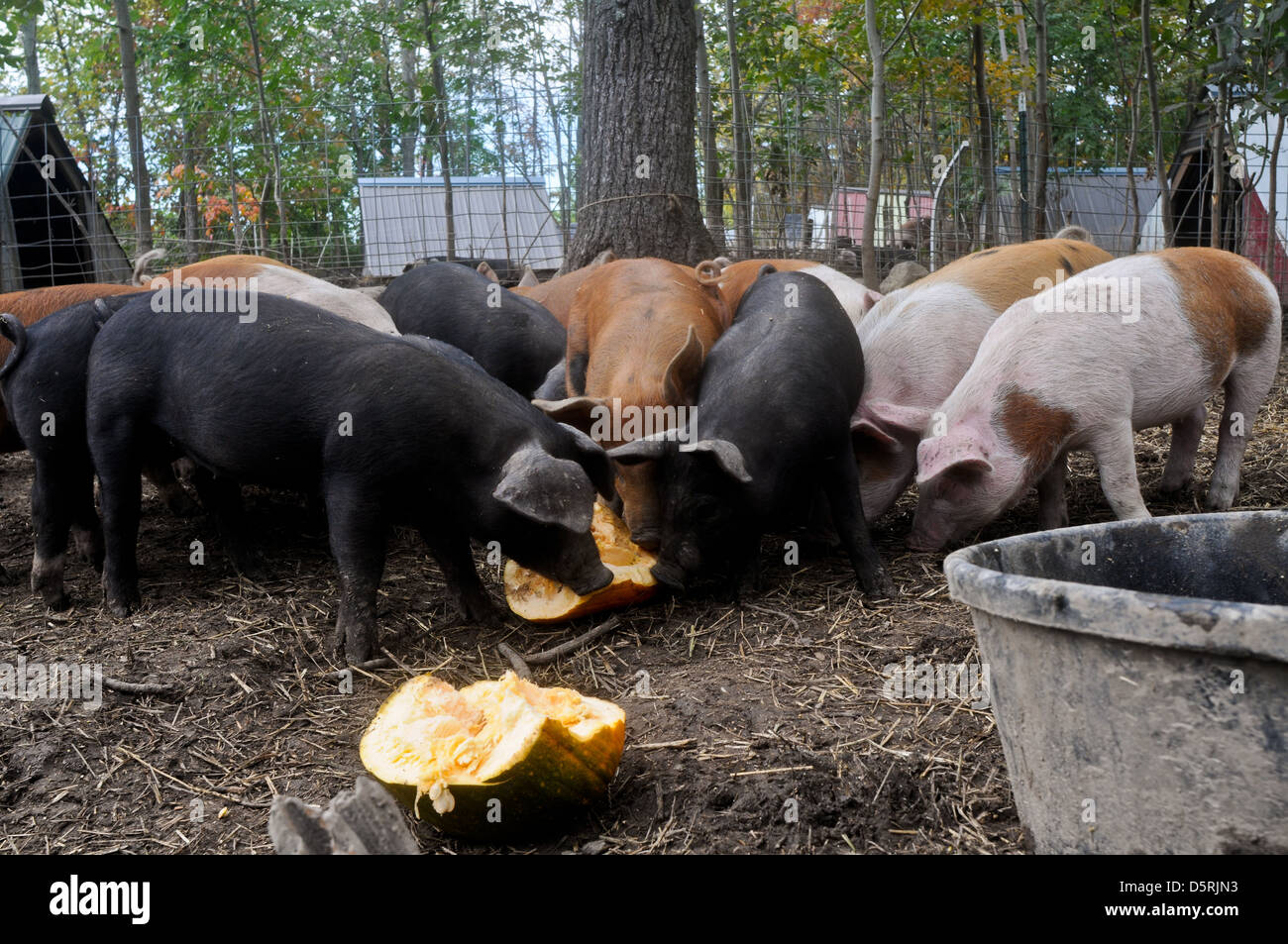 Pigs eating and generally hanging out in the pen Stock Photo - Alamy