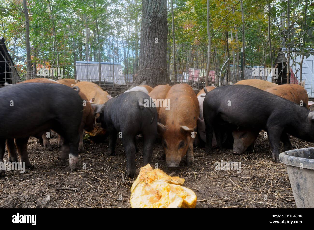 Pigs eating and generally hanging out in the pen Stock Photo - Alamy