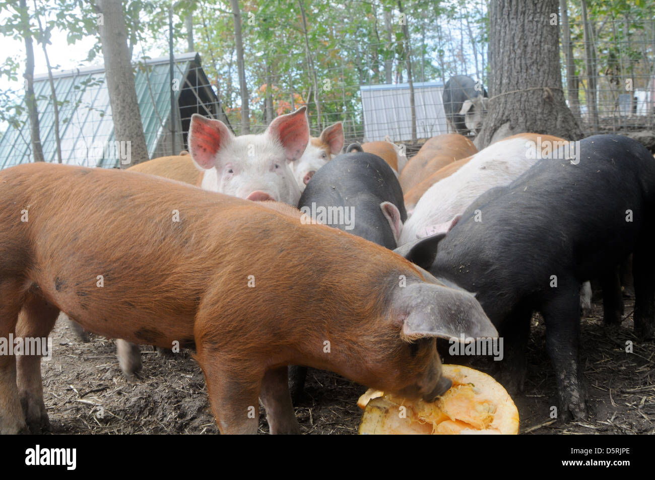 Pigs eating and generally hanging out in the pen Stock Photo - Alamy