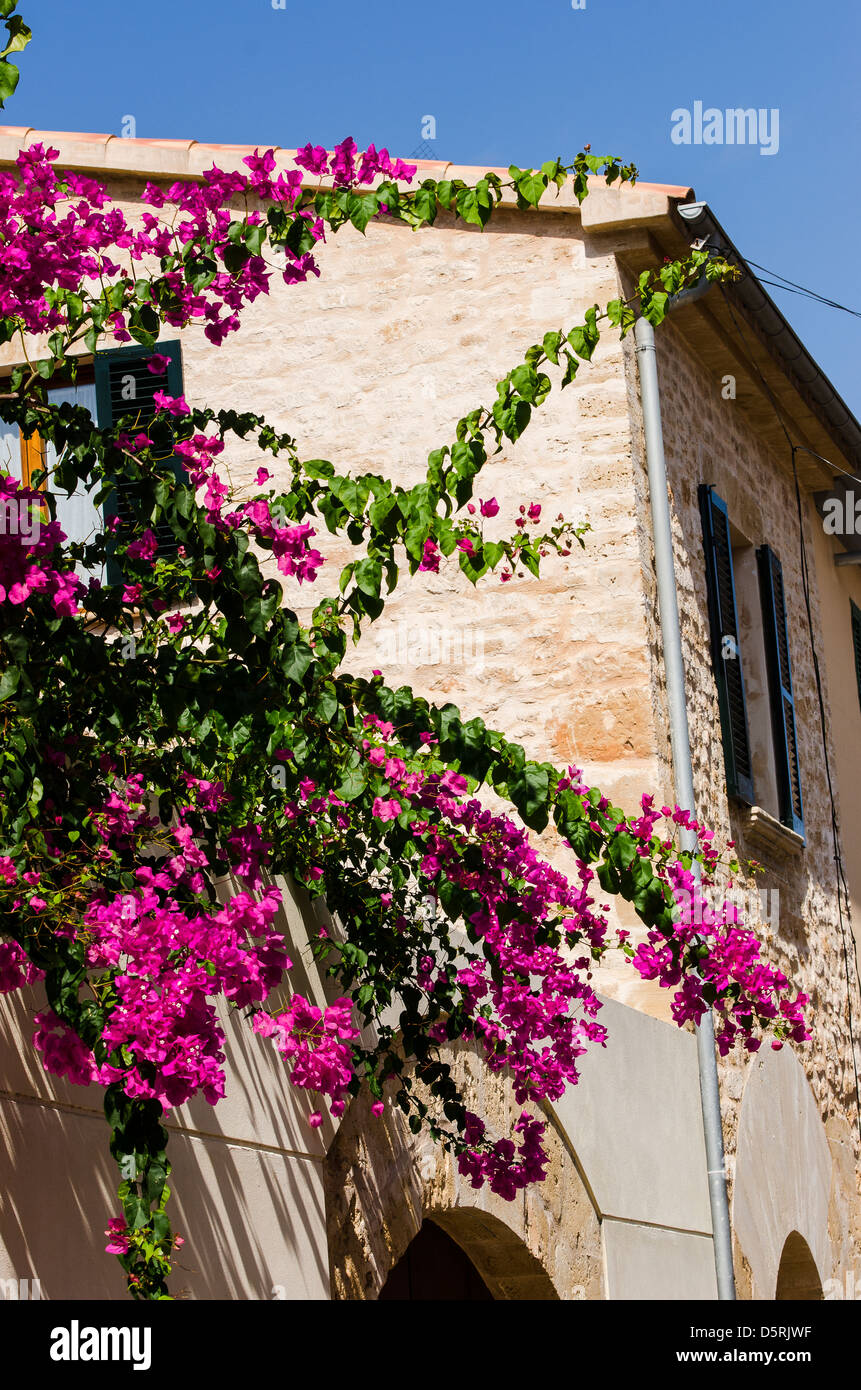 Beautiful pink flowers in a garden in the old town of Alcudia, Mallorca ...