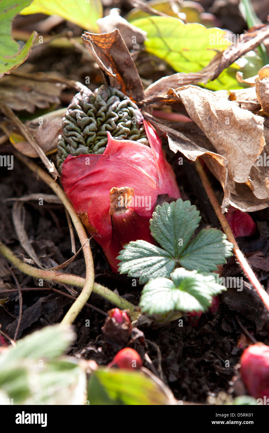 The bud of a Rhubarb plant starts growing in early spring Stock Photo ...