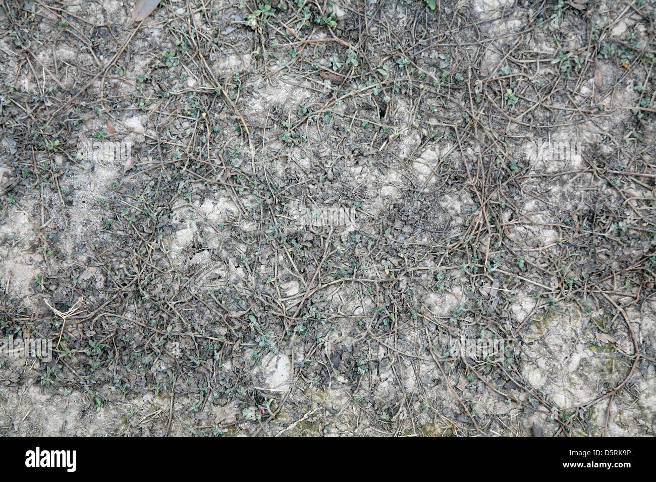 Ground cover plants Stock Photo - Alamy