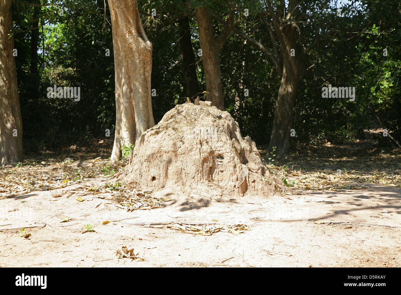 Termite mound building hi-res stock photography and images - Alamy