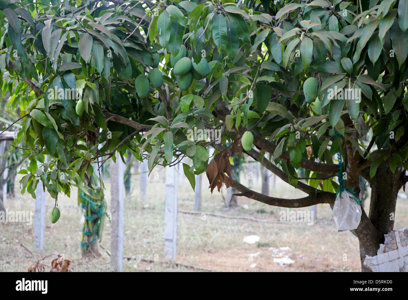 Picking mango hi-res stock photography and images - Alamy
