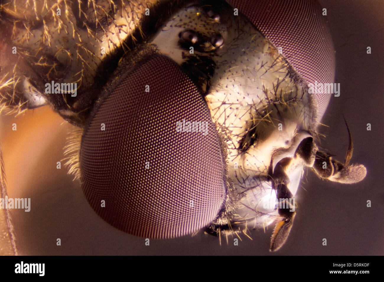 Micro Photo of a Hoverfly Stock Photo - Alamy