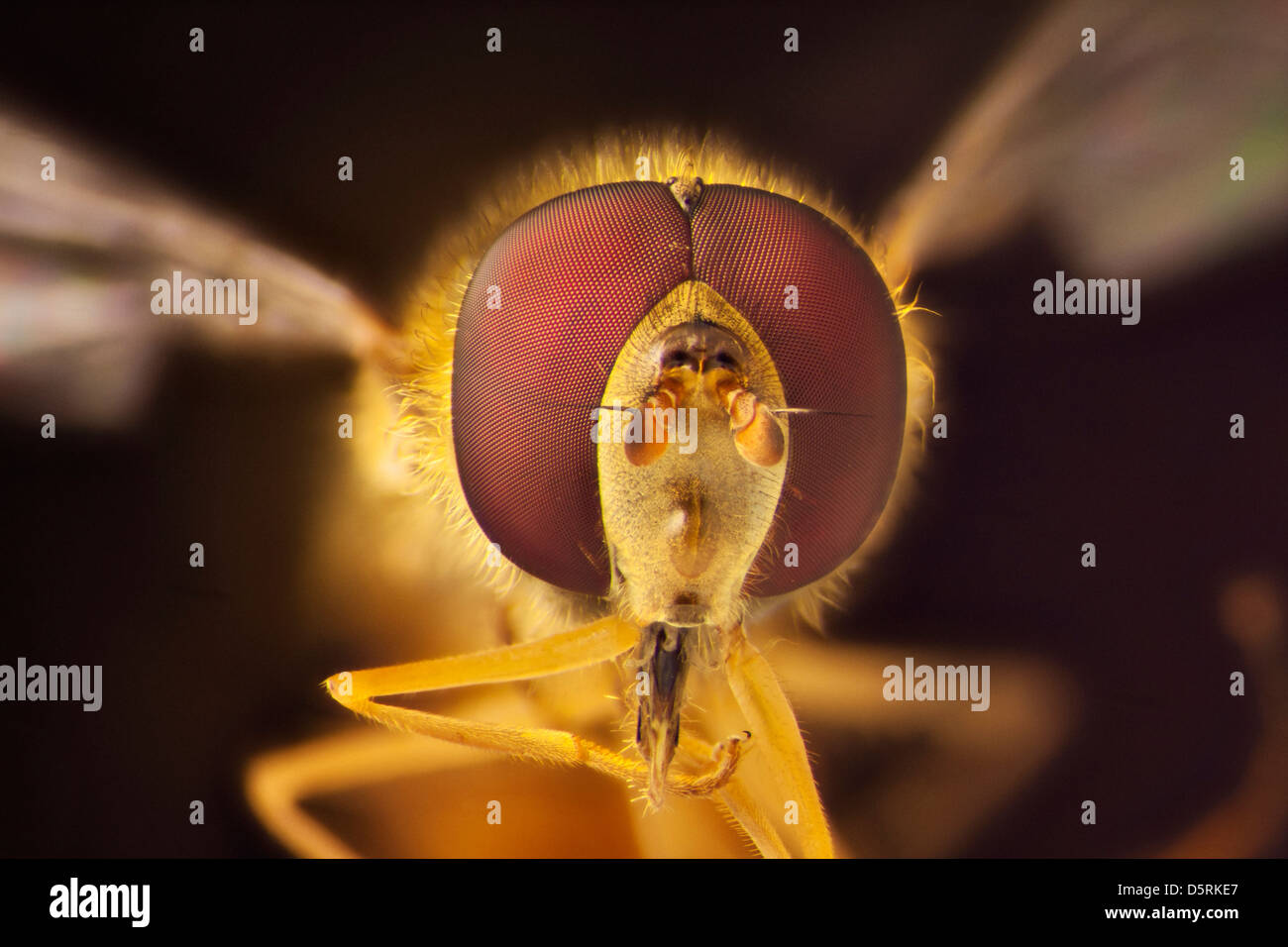 Micro Photo of a Hoverfly Stock Photo - Alamy